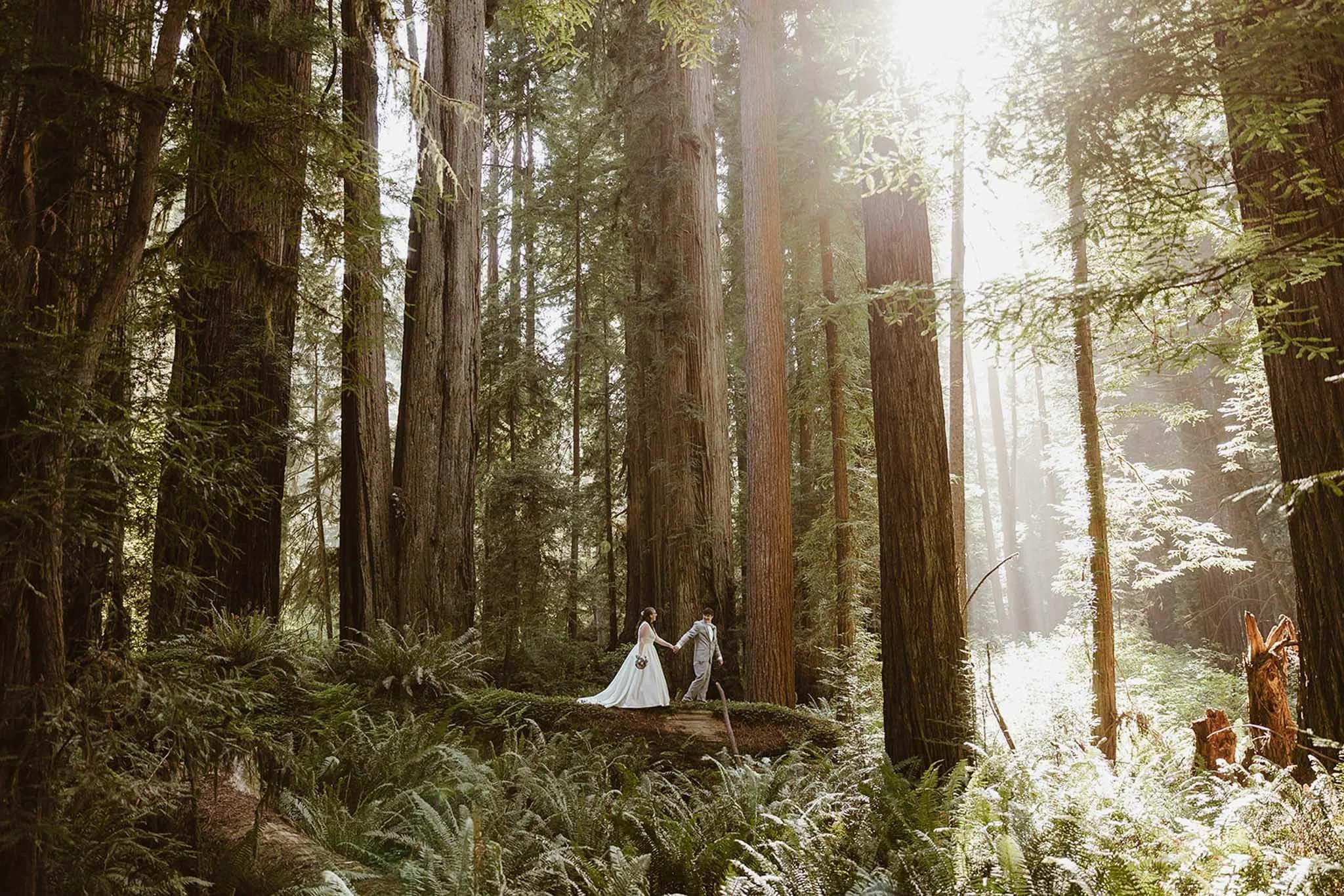 Redwoods Elopement Guide [2024] — California Elopement Photographer ...