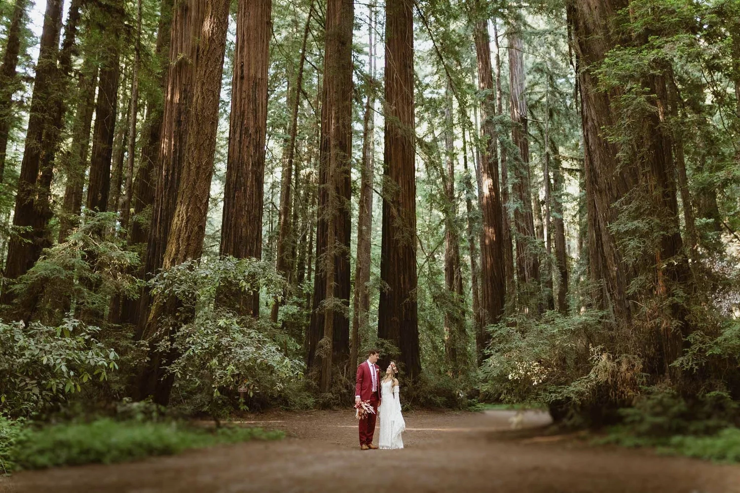 Redwoods Elopement Guide [2024] — California Elopement Photographer ...