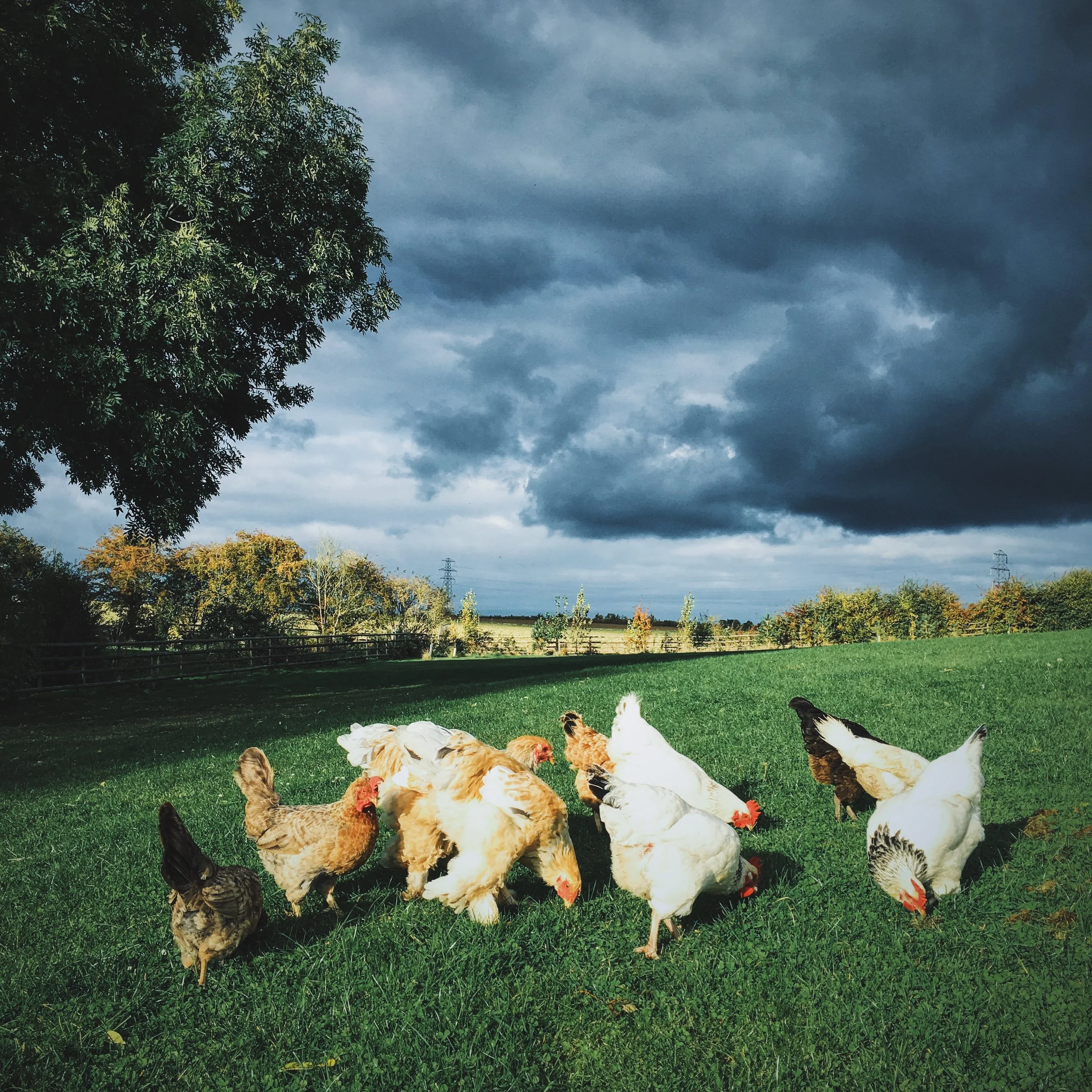 A Beginner's Guide to Chicken-keeping — Helen Redfern