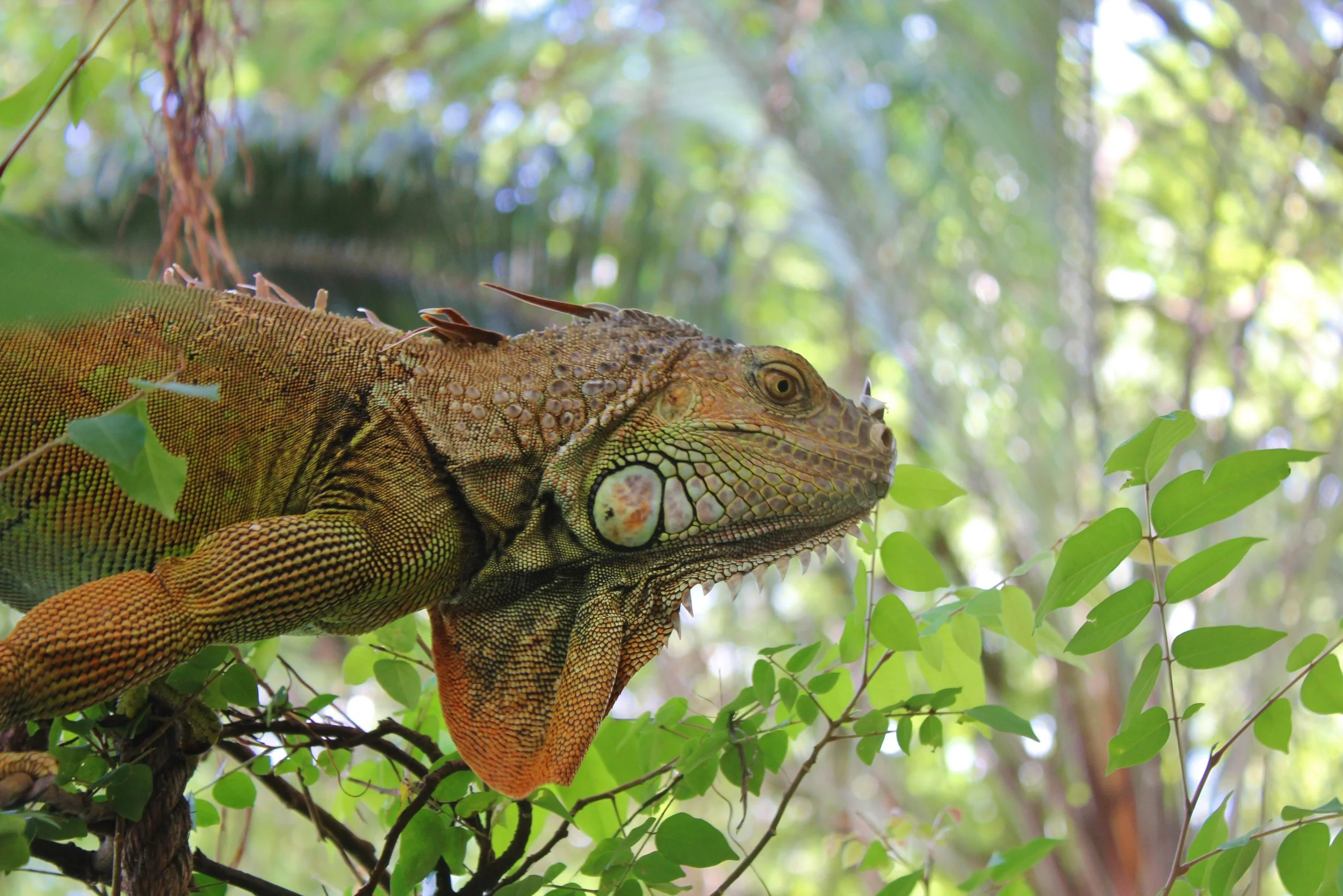 Hotel Capitán Suizo