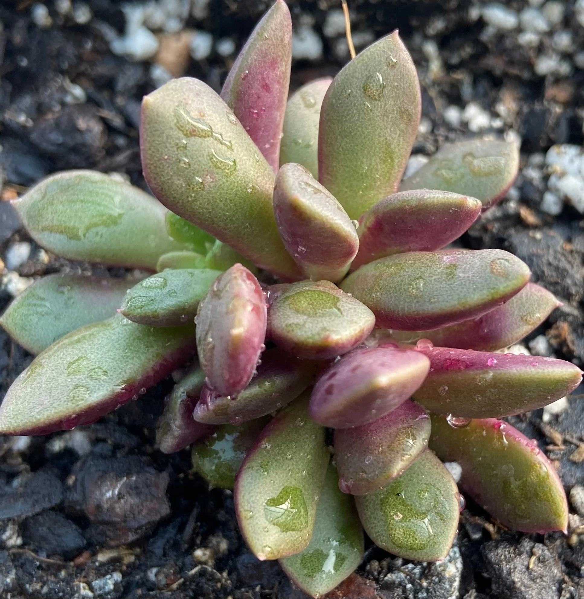Anacampseros Rufescens (Sand Rose)
