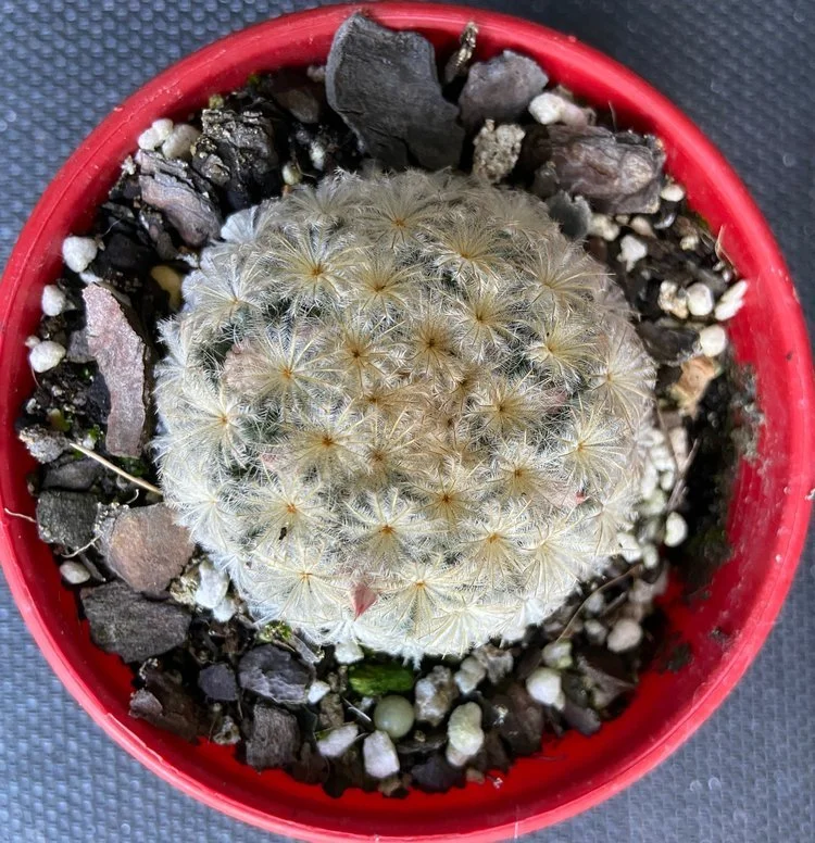 Buy Feather Cactus (Mammillaria Plumosa) | in Australia