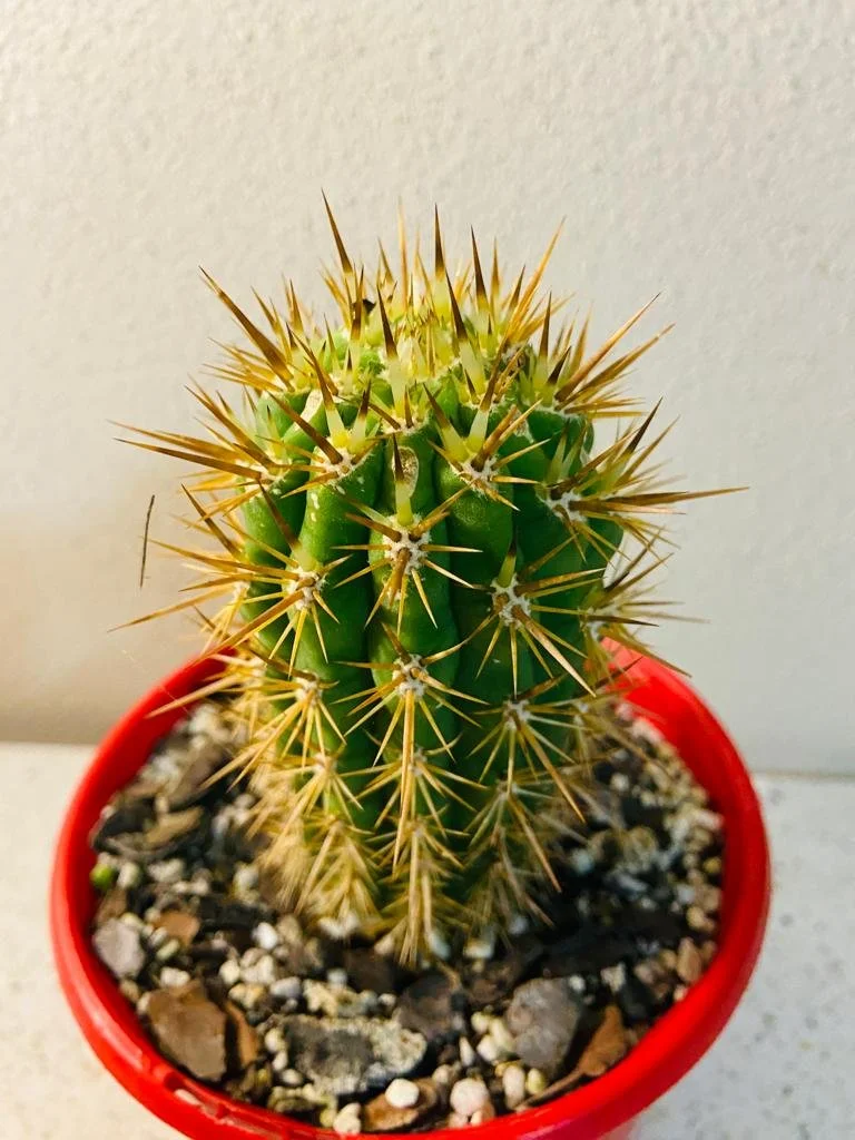 Cacti - Cleistocactus Ritteri