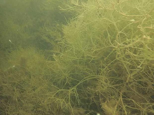 Chapman Lakes Conservation Association-Starry Stonewort