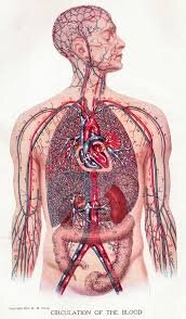 Organ Perfusion — Medilex: The Experts on Medical Experts