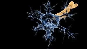 Accessory Nerve Damage — Medilex: The Experts on Medical Experts