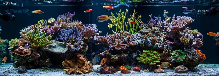 AQUARIUM X INTERIOR (PART 3) — Aquaticsolutions