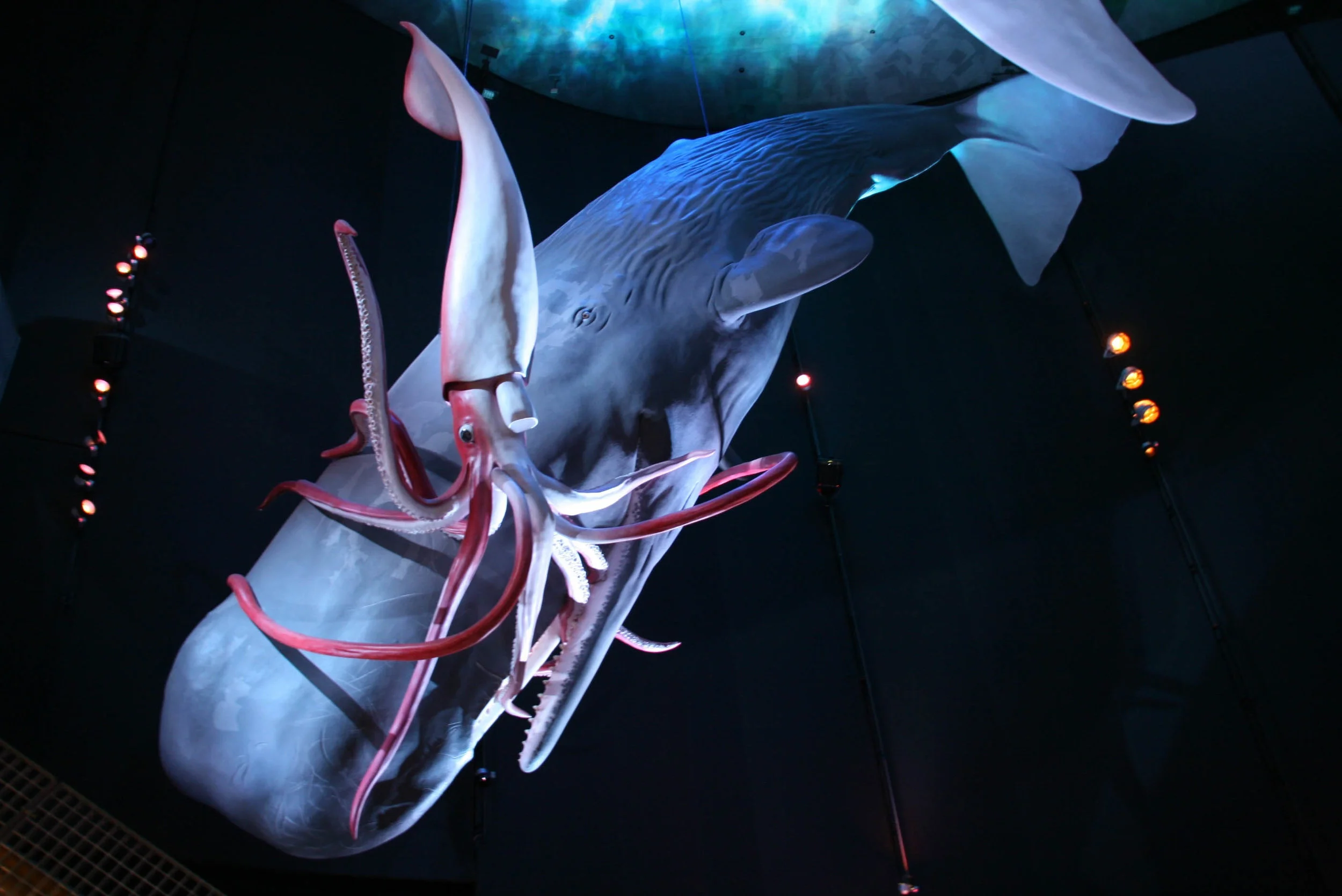 Riesen der Meere - Ozeaneum — Figurenbau Peter Ardelt