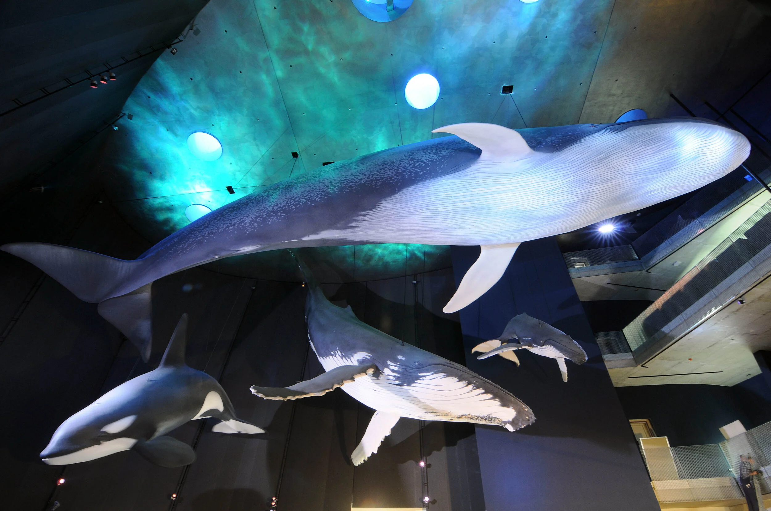 Ozeaneum Stralsund — Figurenbau Peter Ardelt