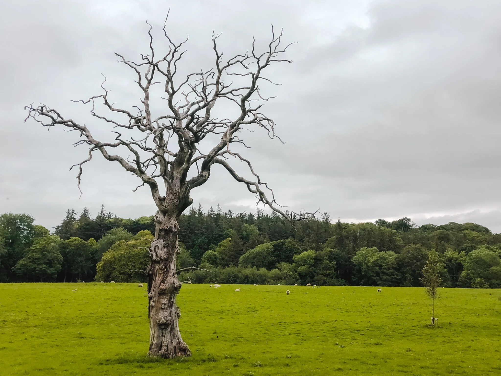 Pros And Cons Of Being An Expat In Ireland — Kate Rebel