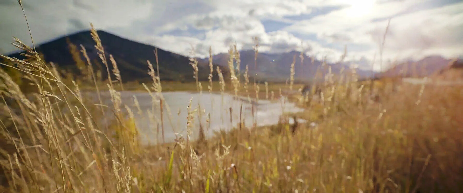 Our Wilderness — Michelle Tsen