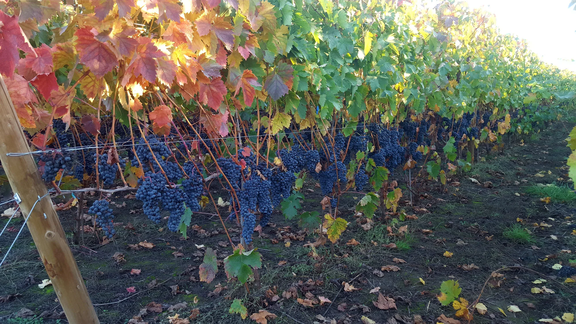 Stone Griffon Vineyard