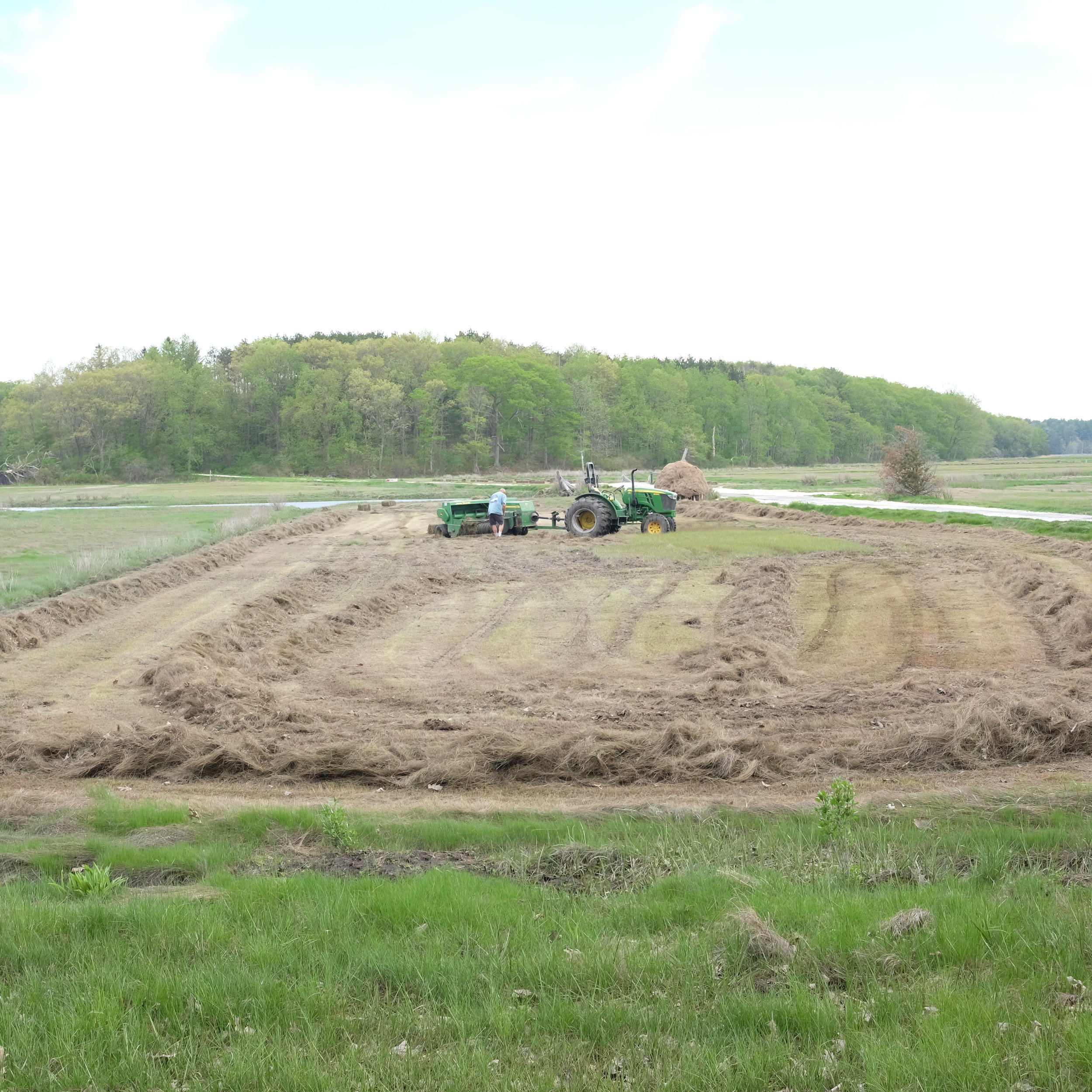 Salt Hay — Colby Farm Salt Hay