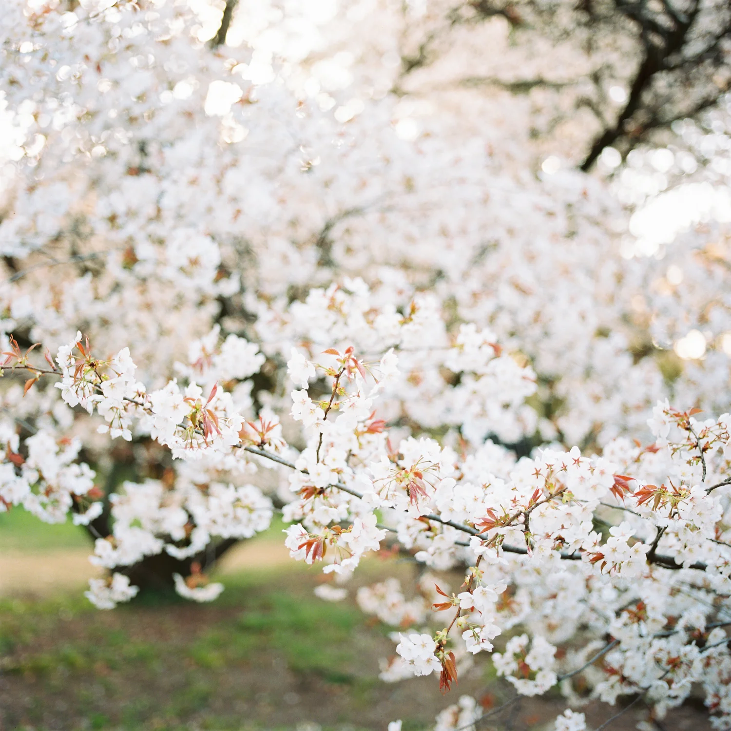 Artist Spotlight: Angga Permana — Indie Film Lab