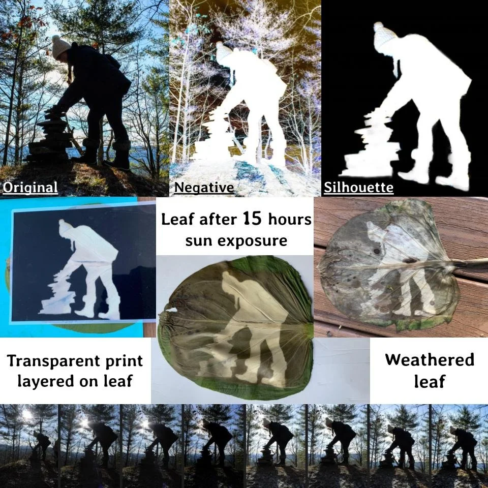 How to Chlorophyll Print on a Leaf — Blair Academy Photography