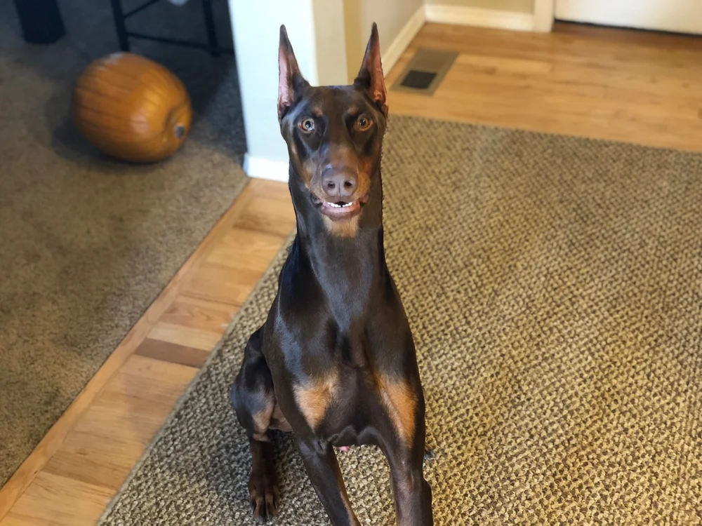 Ear Cropping — AKC Doberman Pinschers