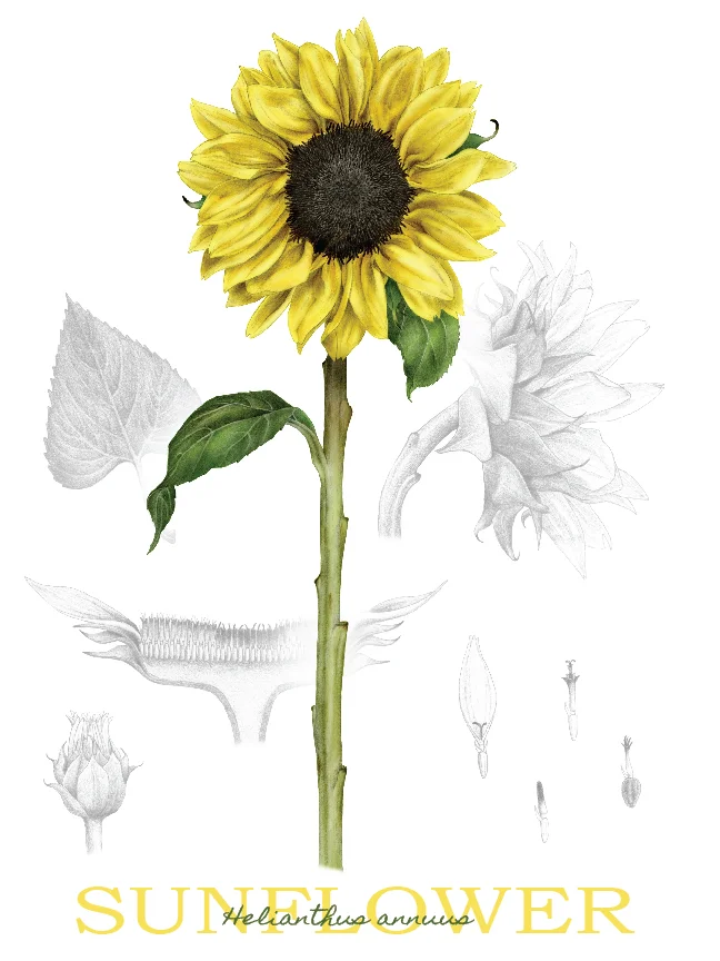Sunflower — Taylor Maggiacomo