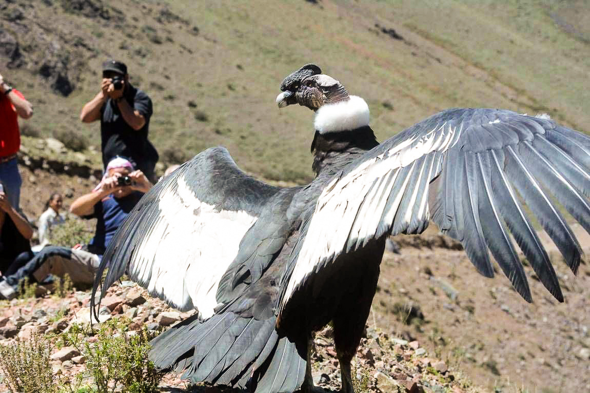 Le Foyer — Tour Cañon del Colca 1 día