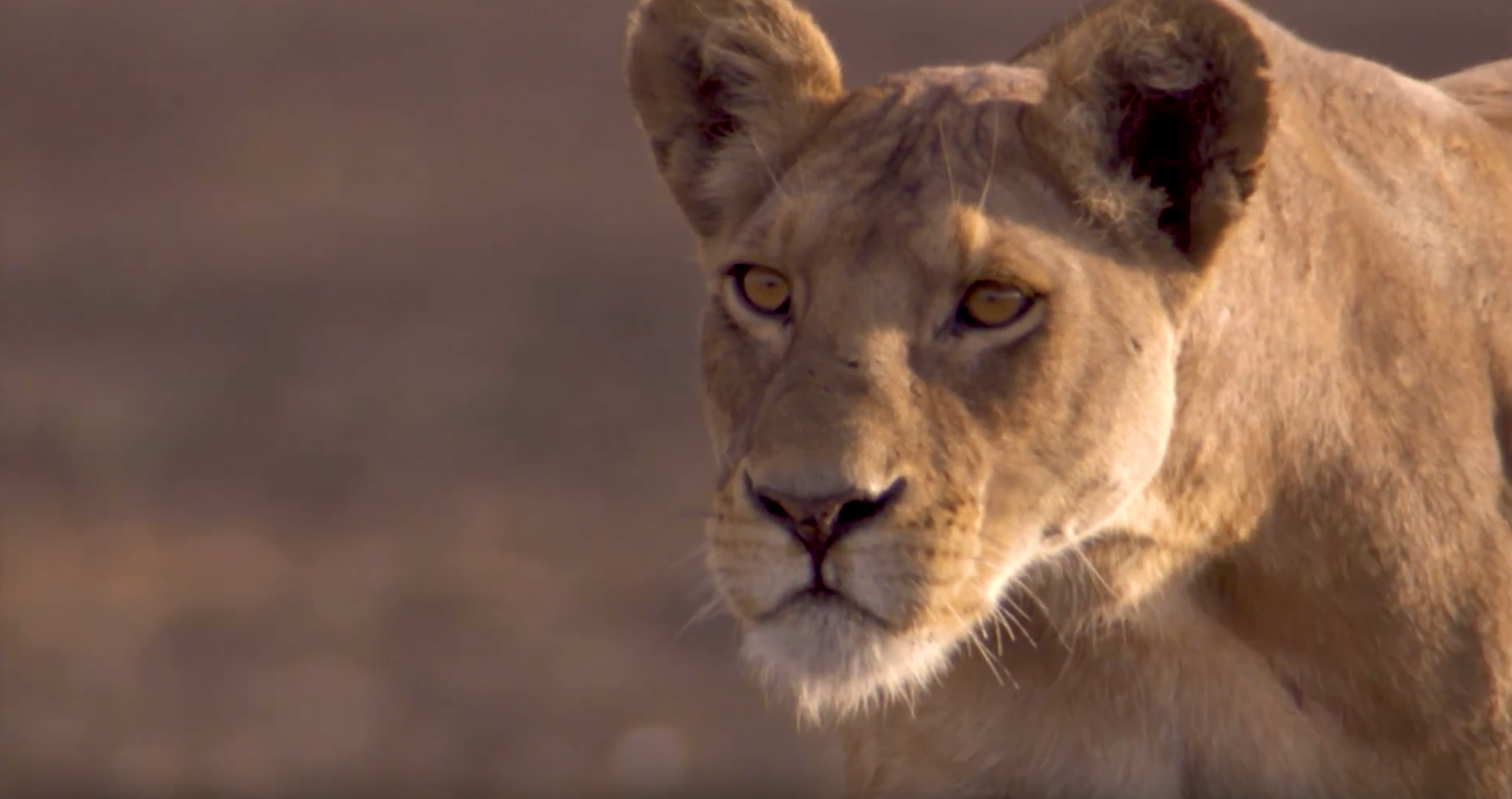 Zambian Carnivore Program