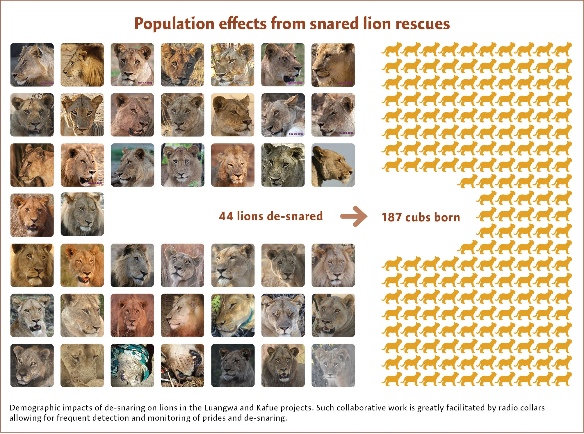 Conservation Action — Zambian Carnivore Program