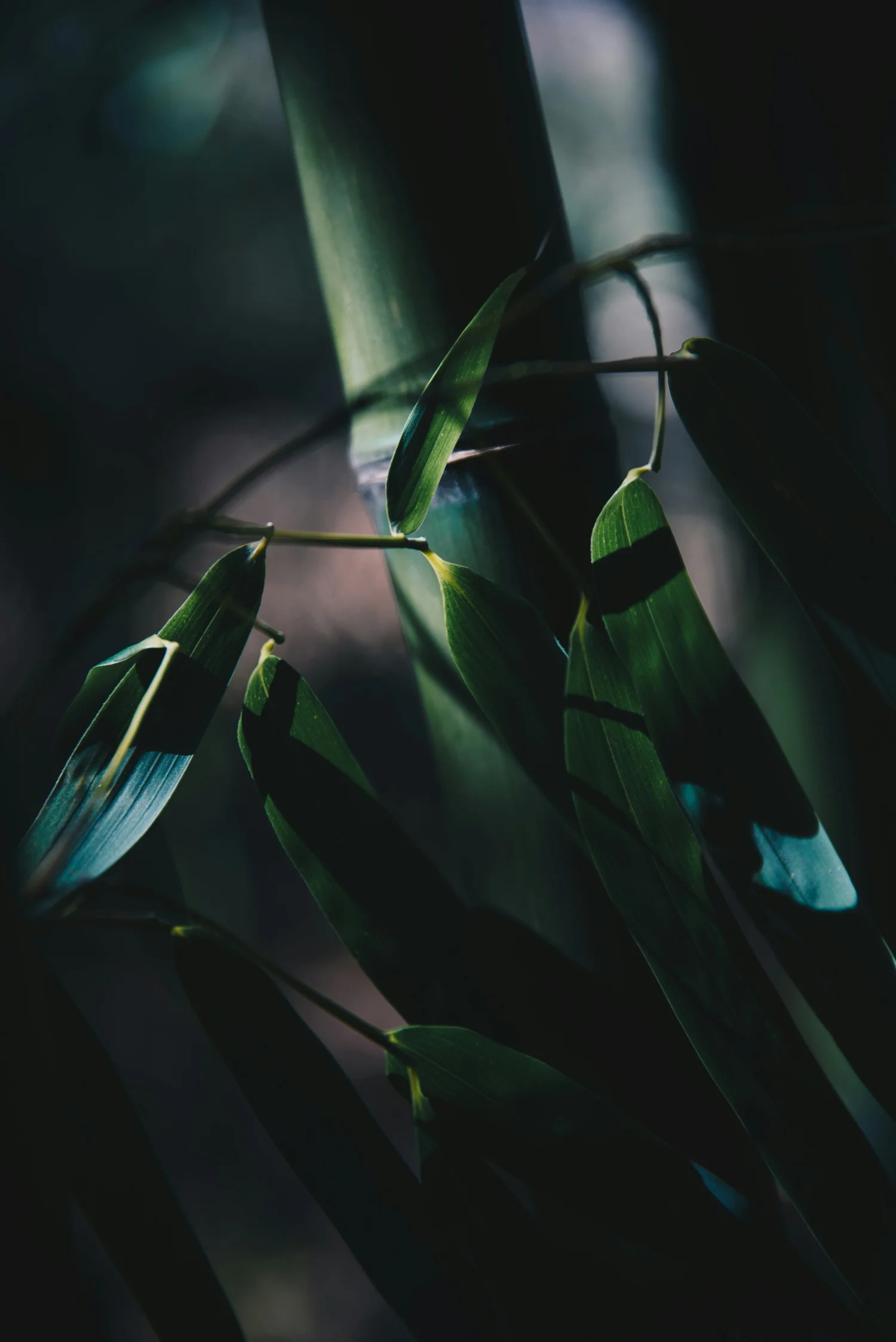 Okinawan White Crane Home Study Course — Kobukan Karate Federation