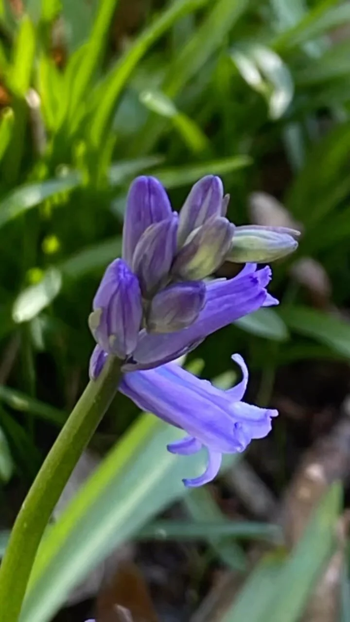 The Client Brief — Bo Cook Landscape & Garden Design