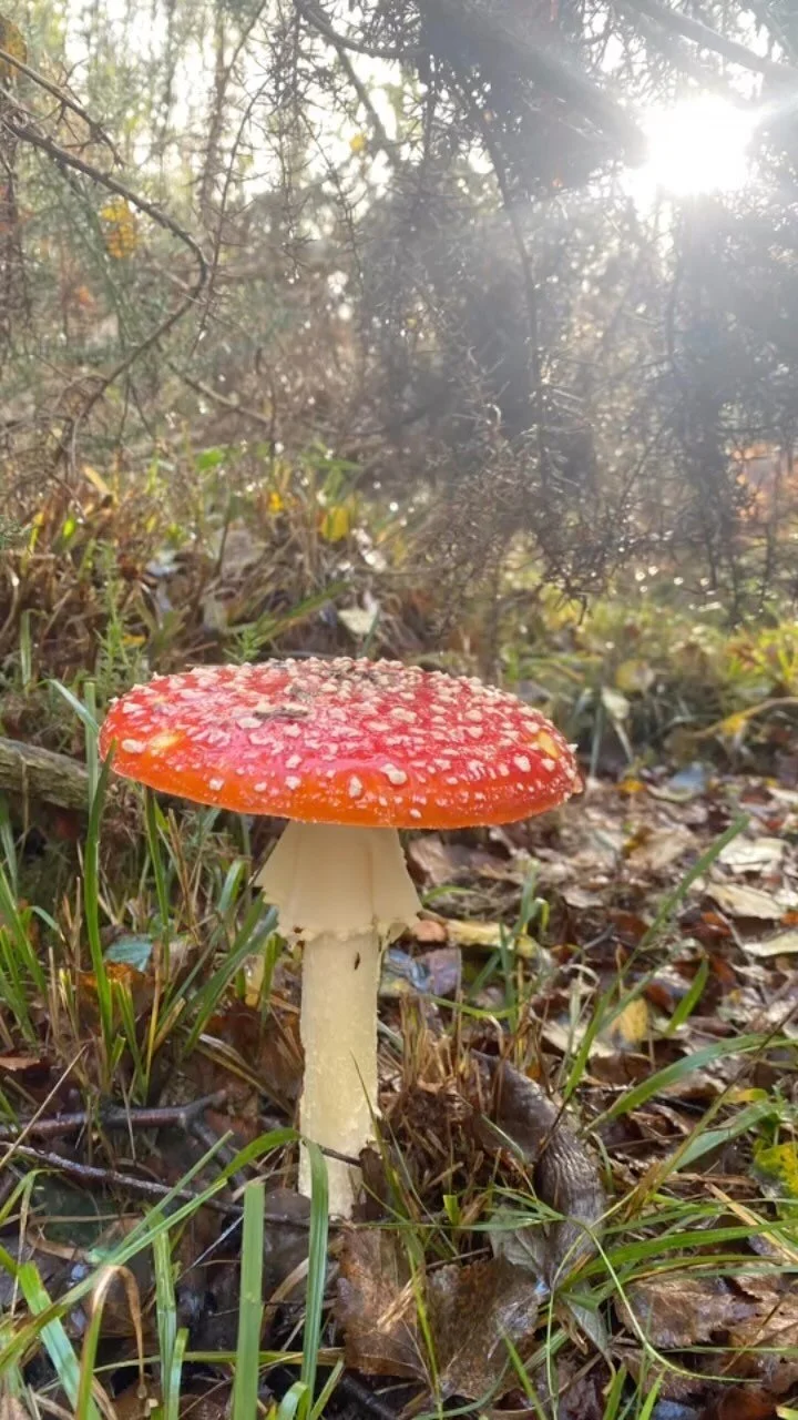 Bo Cook Landscape & Garden Design