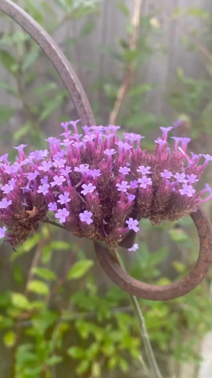 Bo Cook Landscape & Garden Design