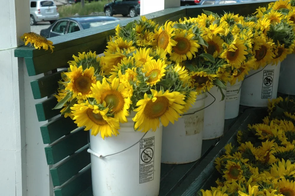 Sunflowers for Wishes — Buttonwood Farm