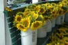 Sunflowers for Wishes — Buttonwood Farm