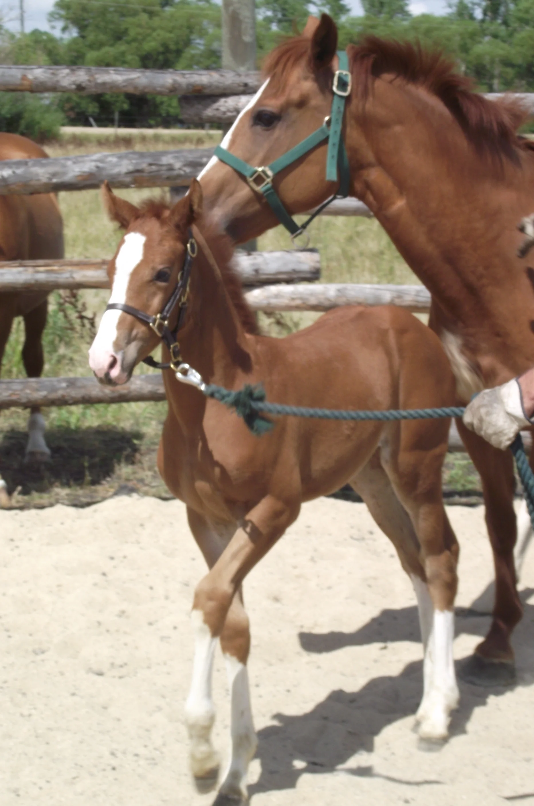 CURRENT HORSES — Silver Willows Golden doodles and Aussie doodles