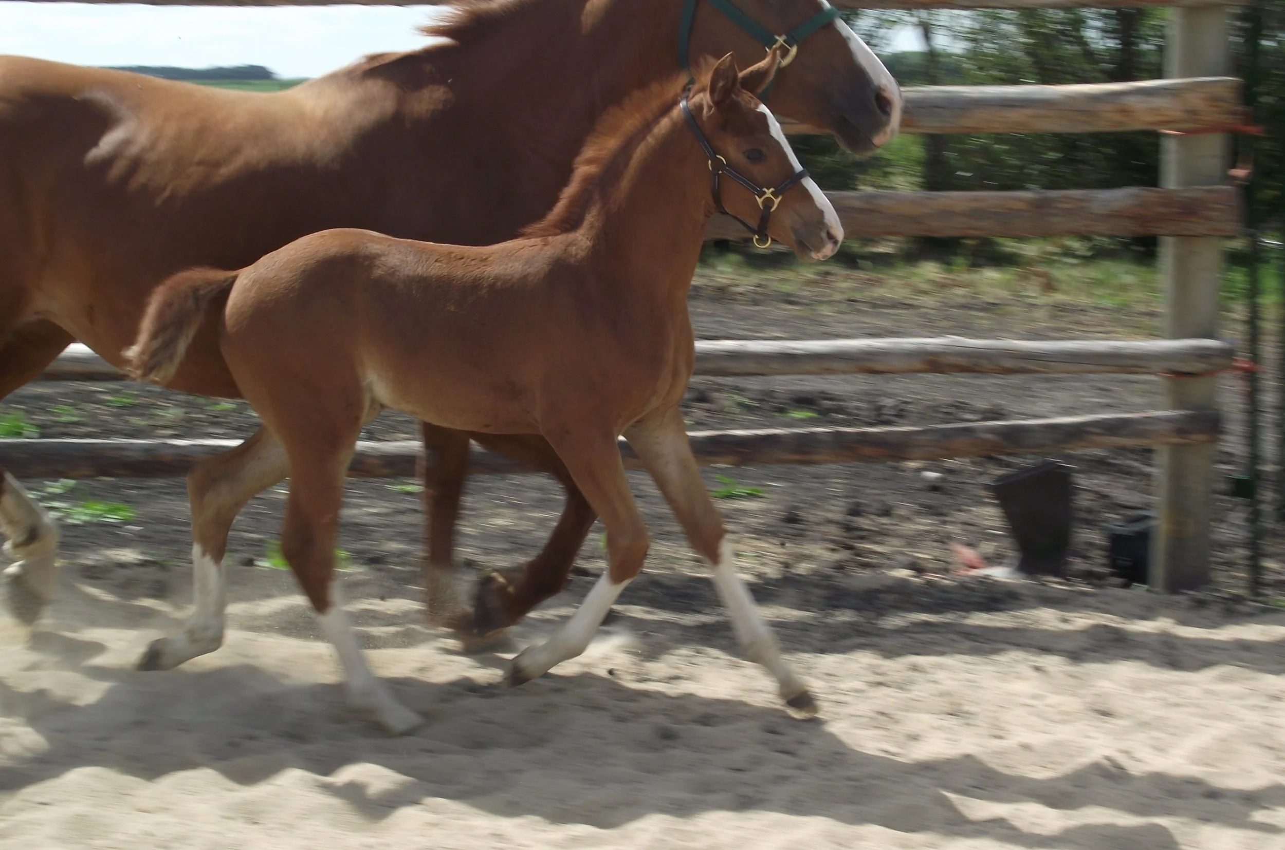 CURRENT HORSES — Silver Willows Golden doodles and Aussie doodles