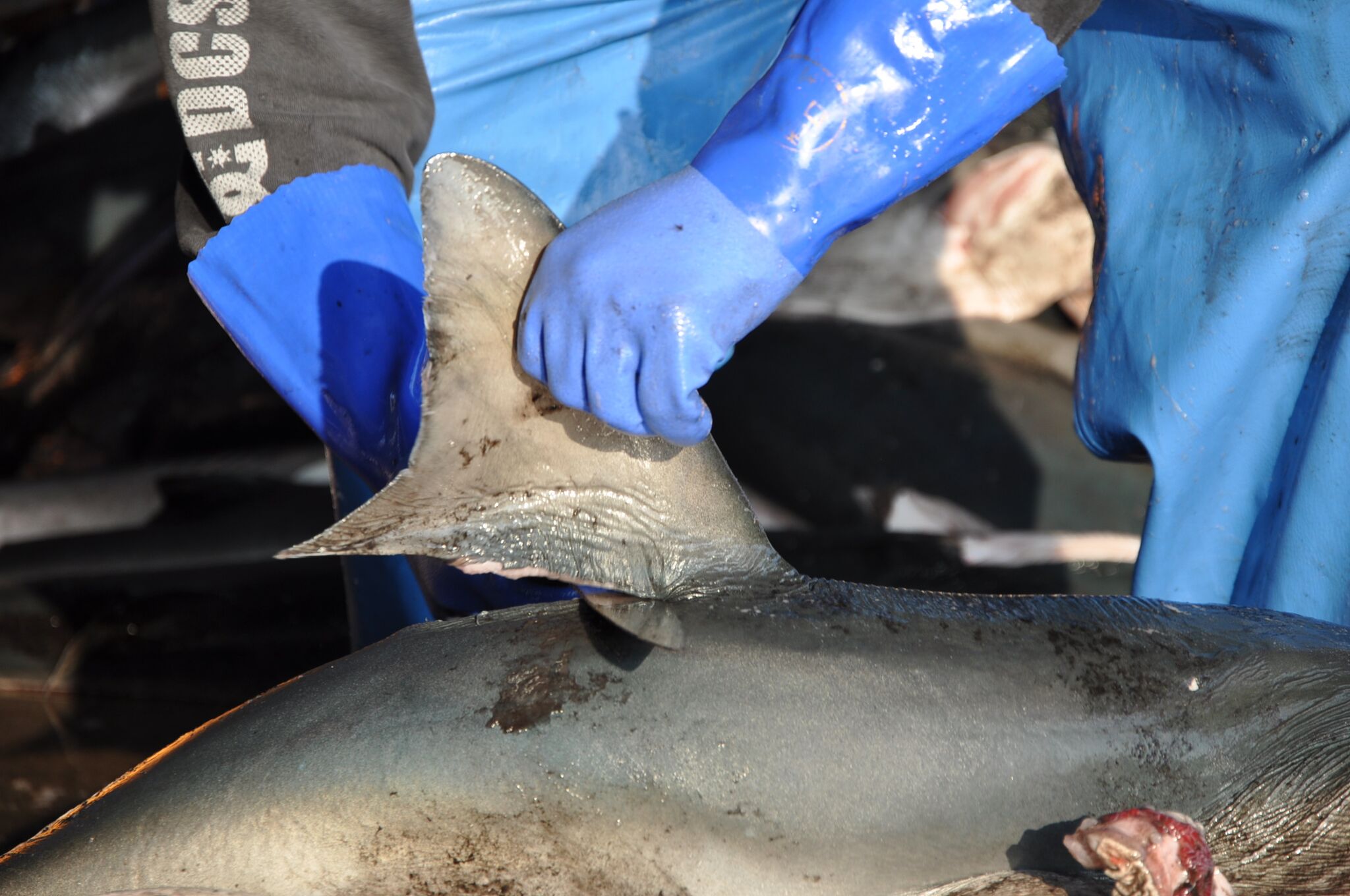 What is Finning? | Shark Allies