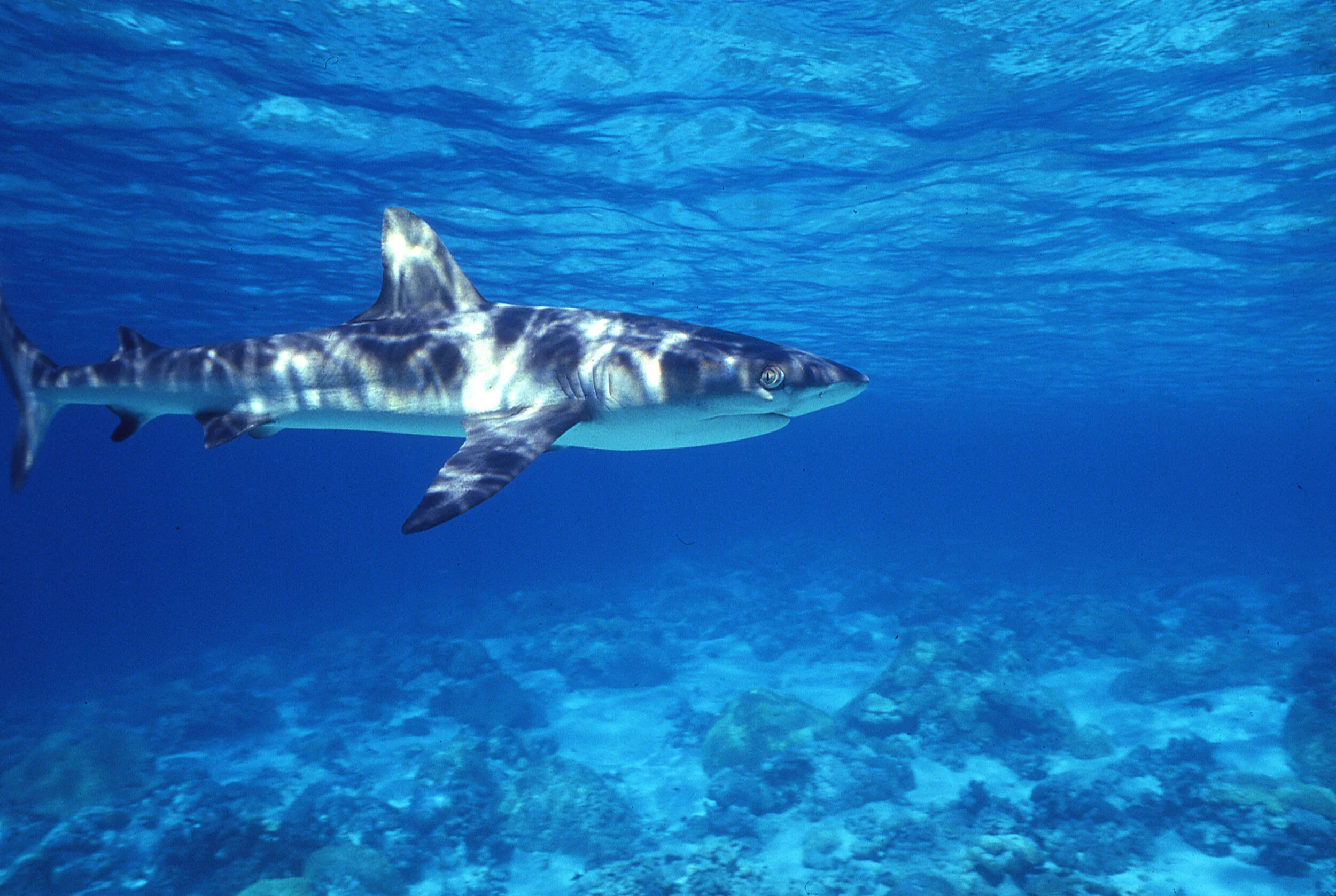 What is Shark Finning? | Shark Allies