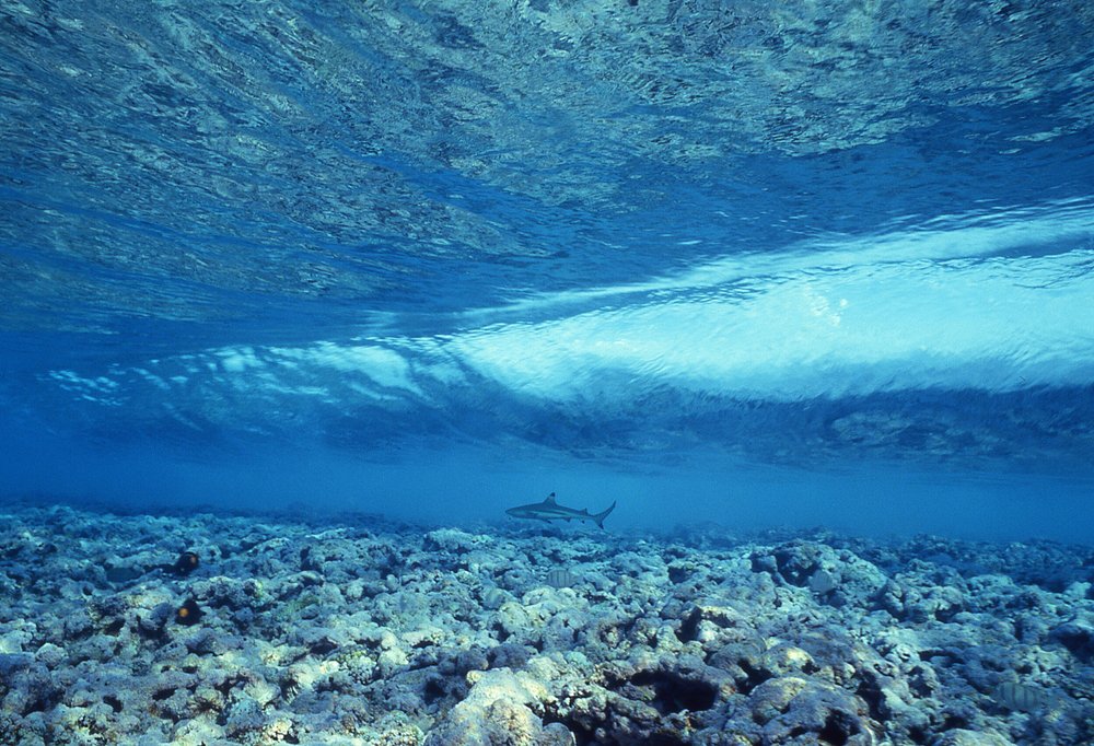 Taking Action To Save Sharks | Shark Allies