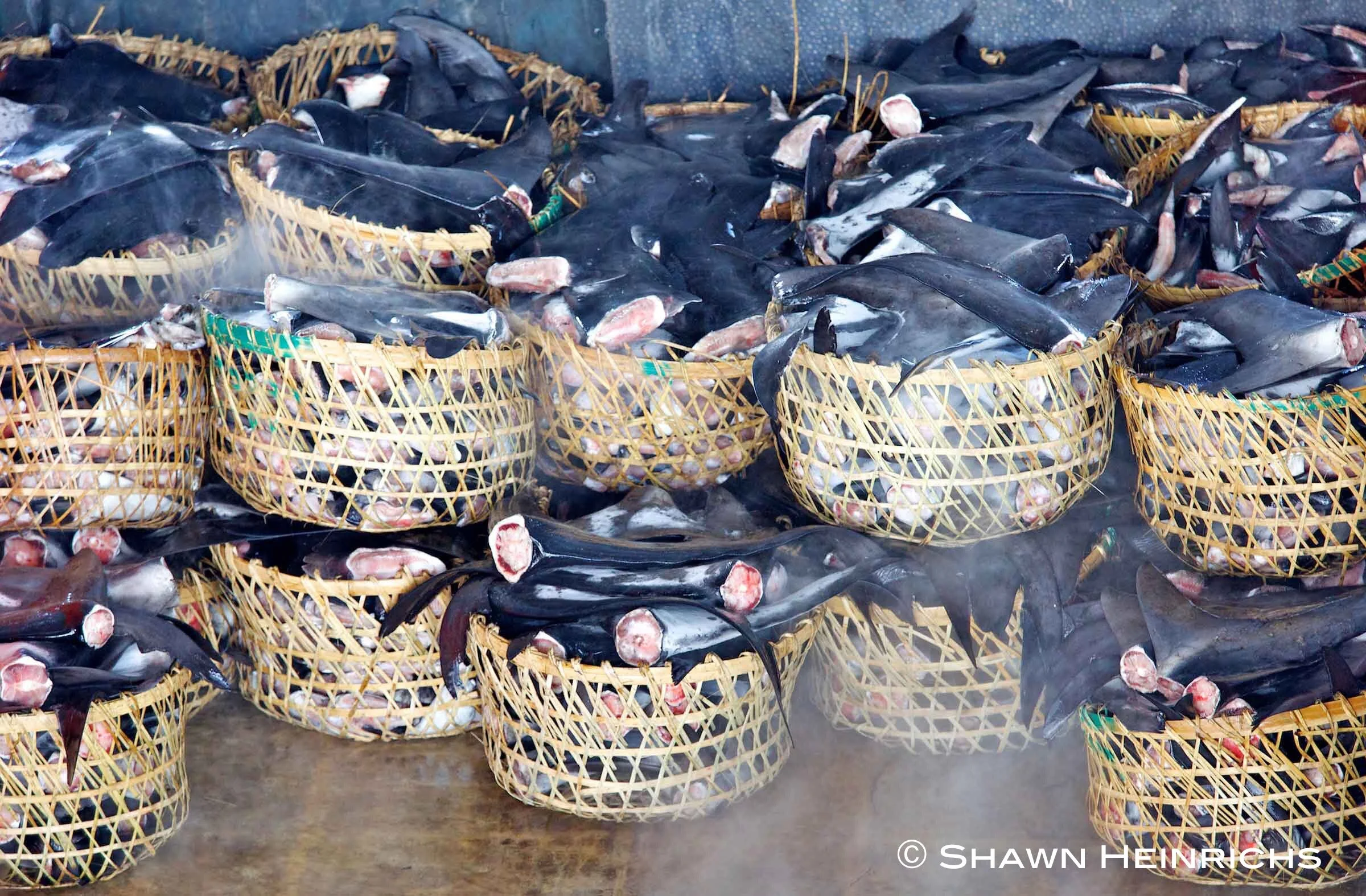 California's Fin Ban Explained | Shark Allies