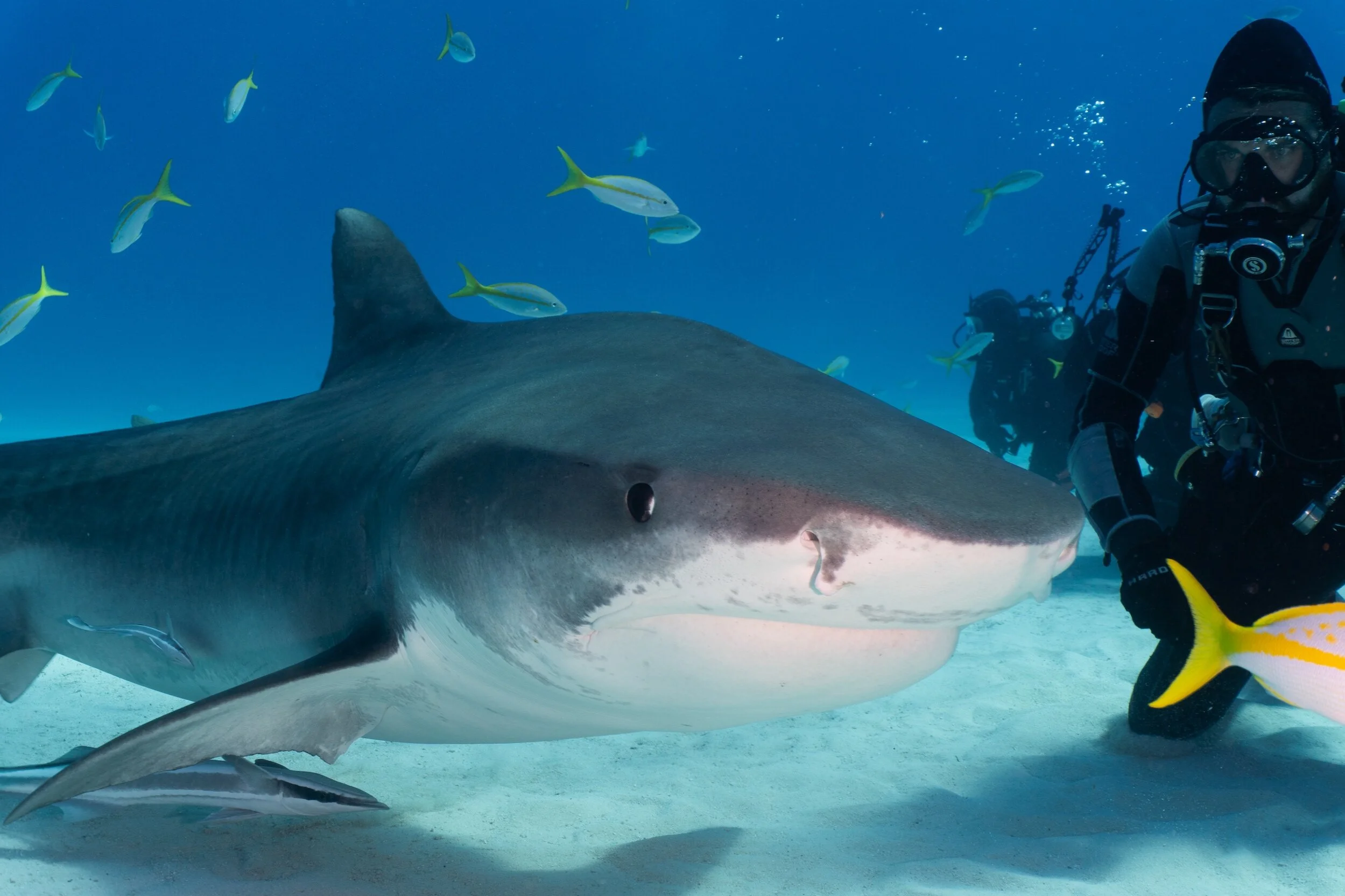 From Shark Diving Comes Conservationists | Shark Allies