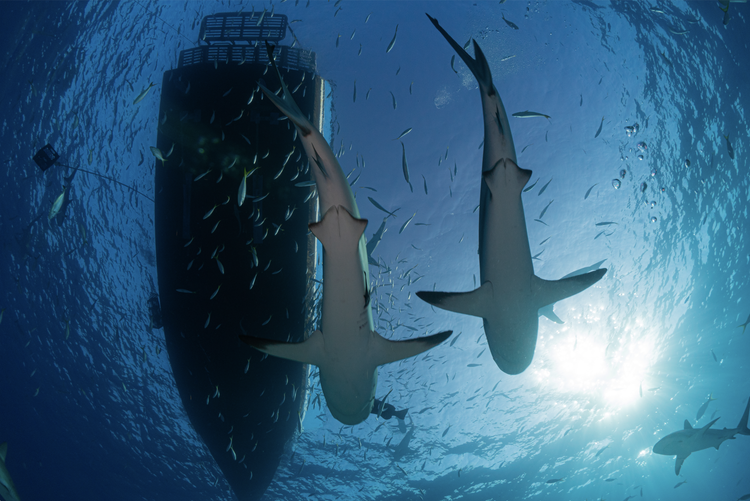 Global Shark Tourism is a Billion Dollar Industry | Shark Allies