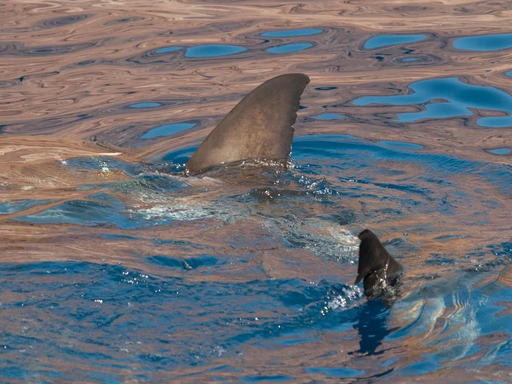 The Shark Fin Trade | Shark Allies