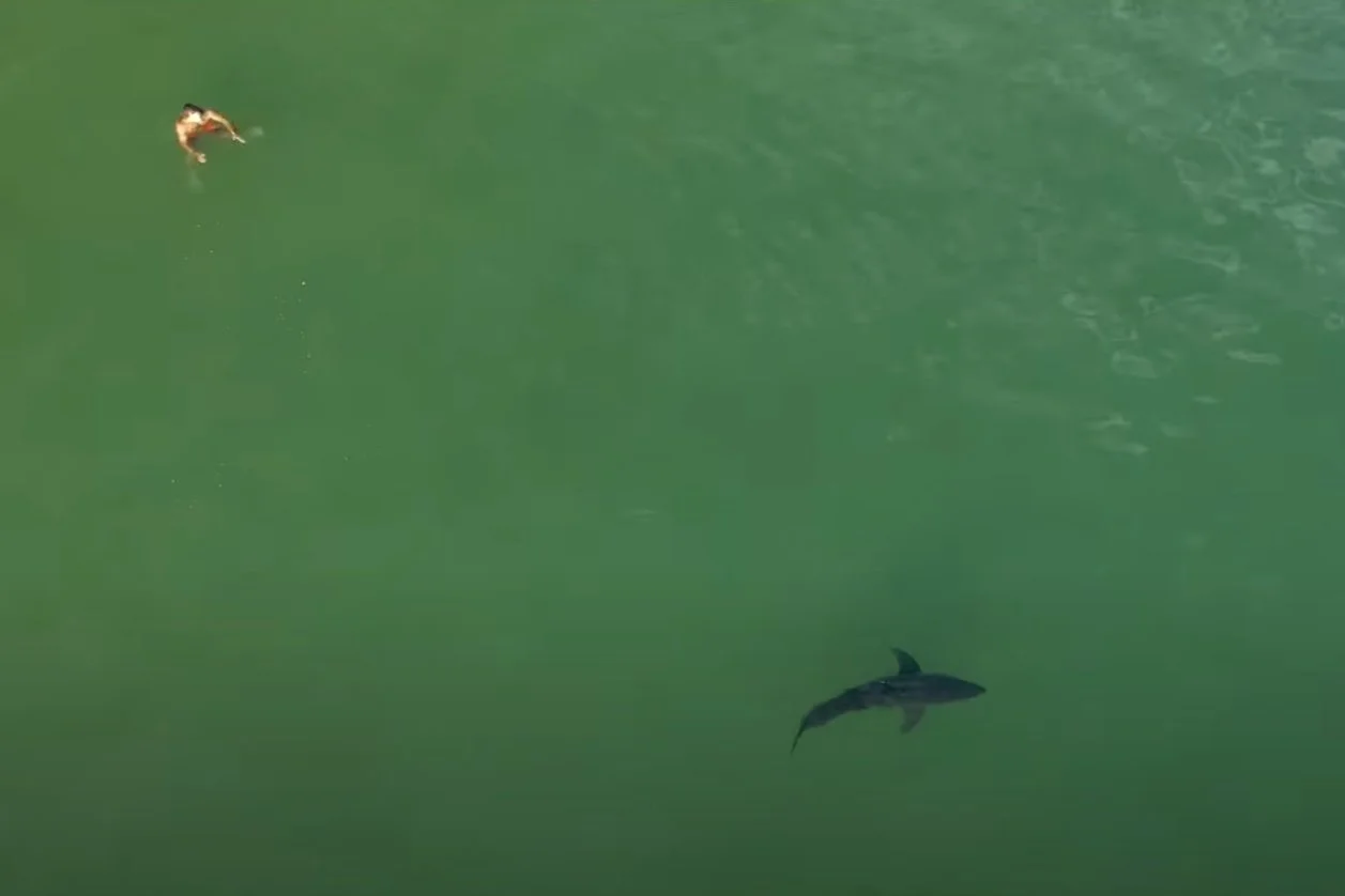 Taking Action To Save Sharks | Shark Allies