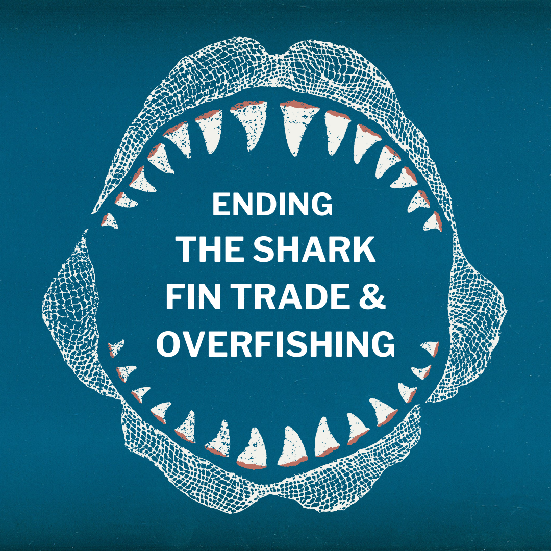 Taking Action To Save Sharks | Shark Allies