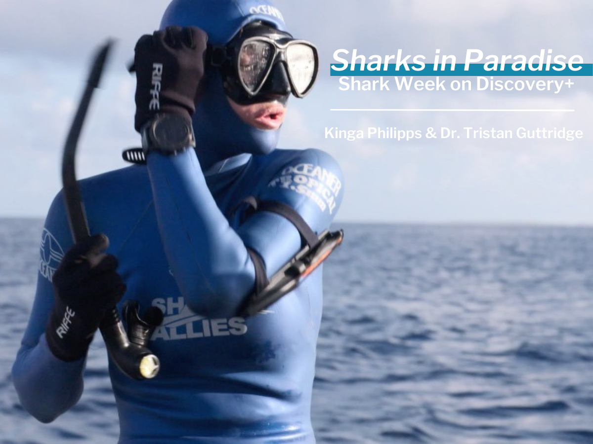 Taking Action To Save Sharks | Shark Allies