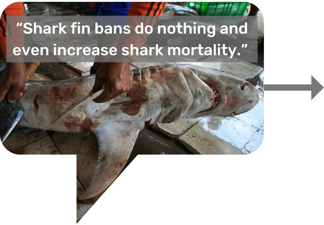 EU Action + Updates | Shark Allies