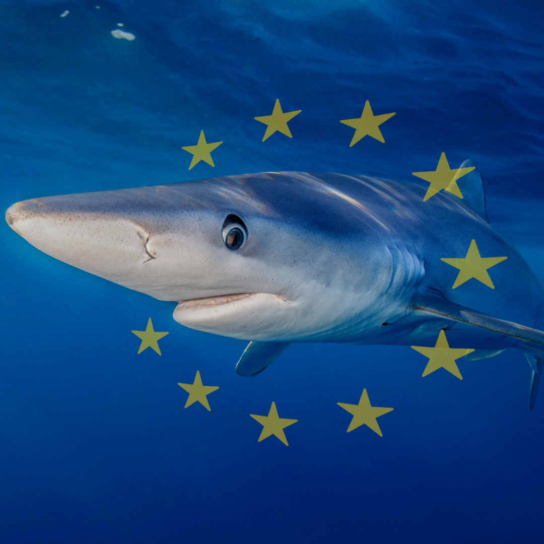 Taking Action To Save Sharks | Shark Allies