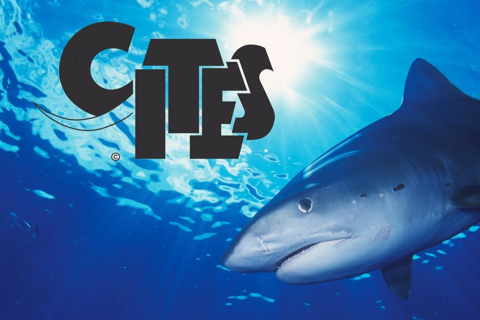 CITES Adds 60 Shark Species to Protected List | Shark Allies