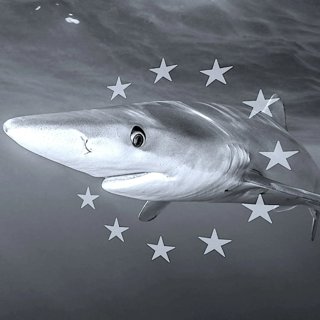 Taking Action To Save Sharks | Shark Allies