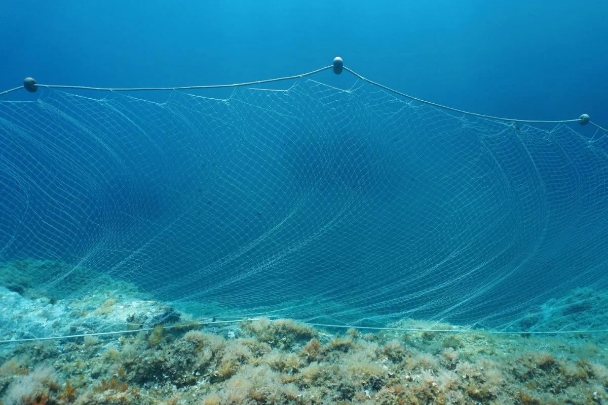 take action now | Shark Allies