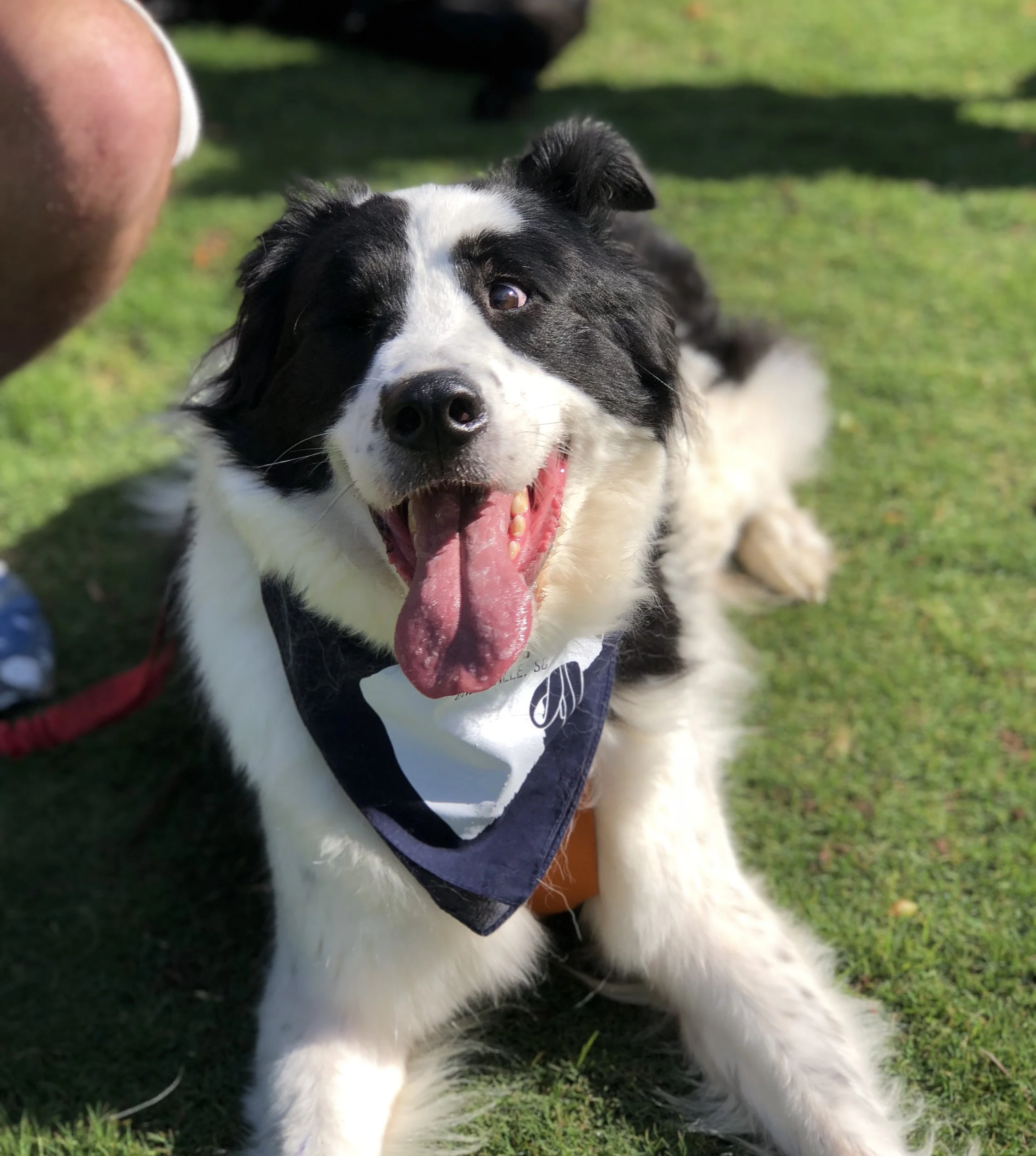What Breed Is Hercules The Dog