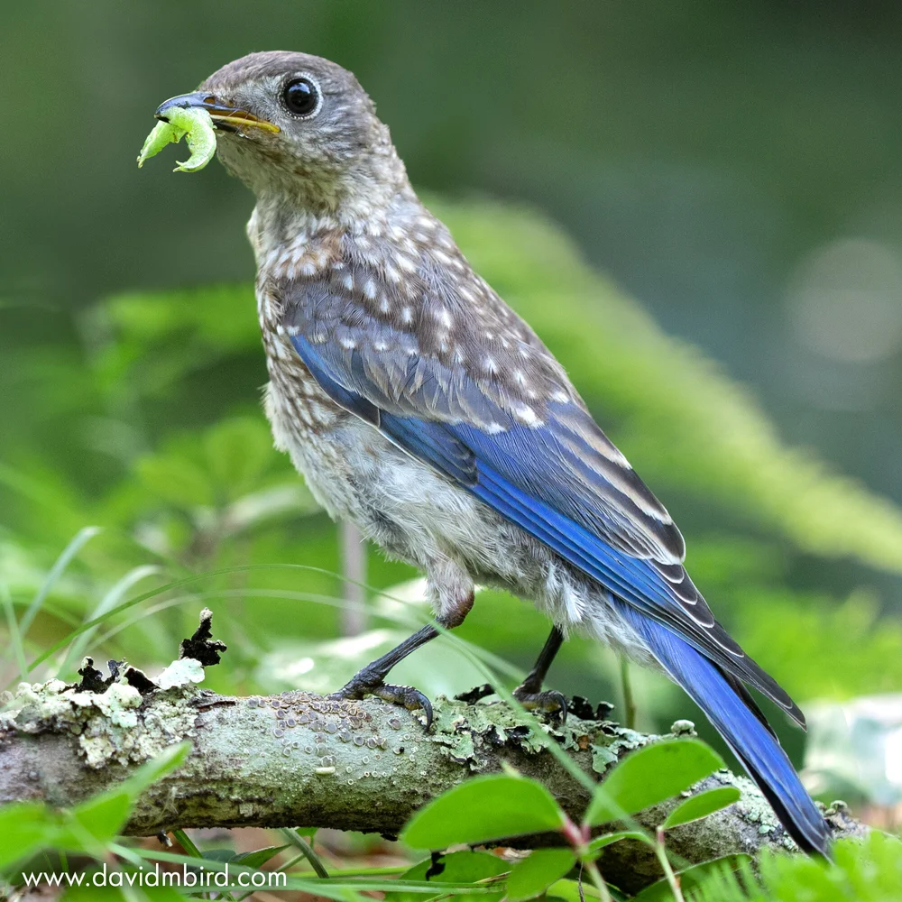 Eastern Bluebird Juvenile