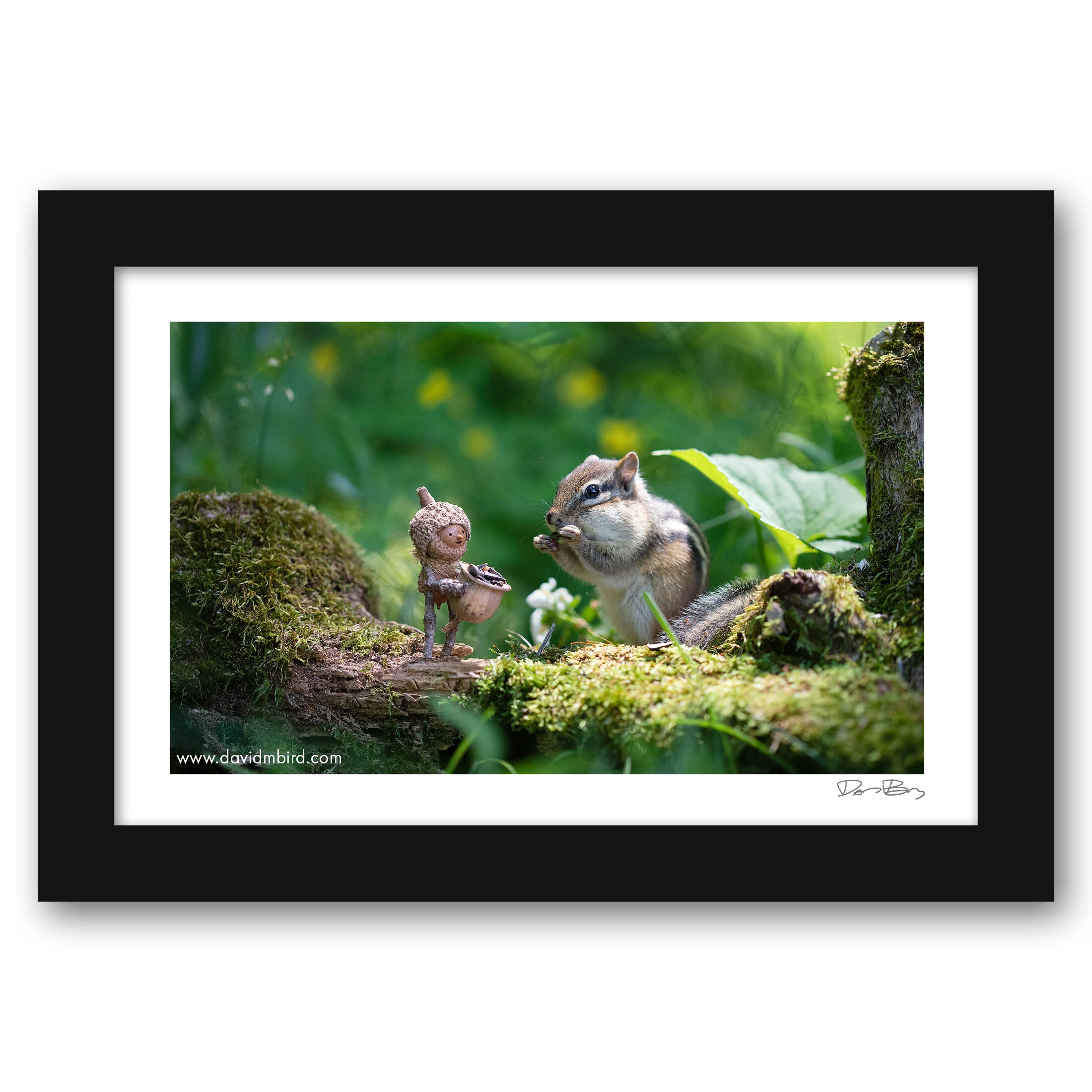 David M Bird | Becorns Fine Art Photography